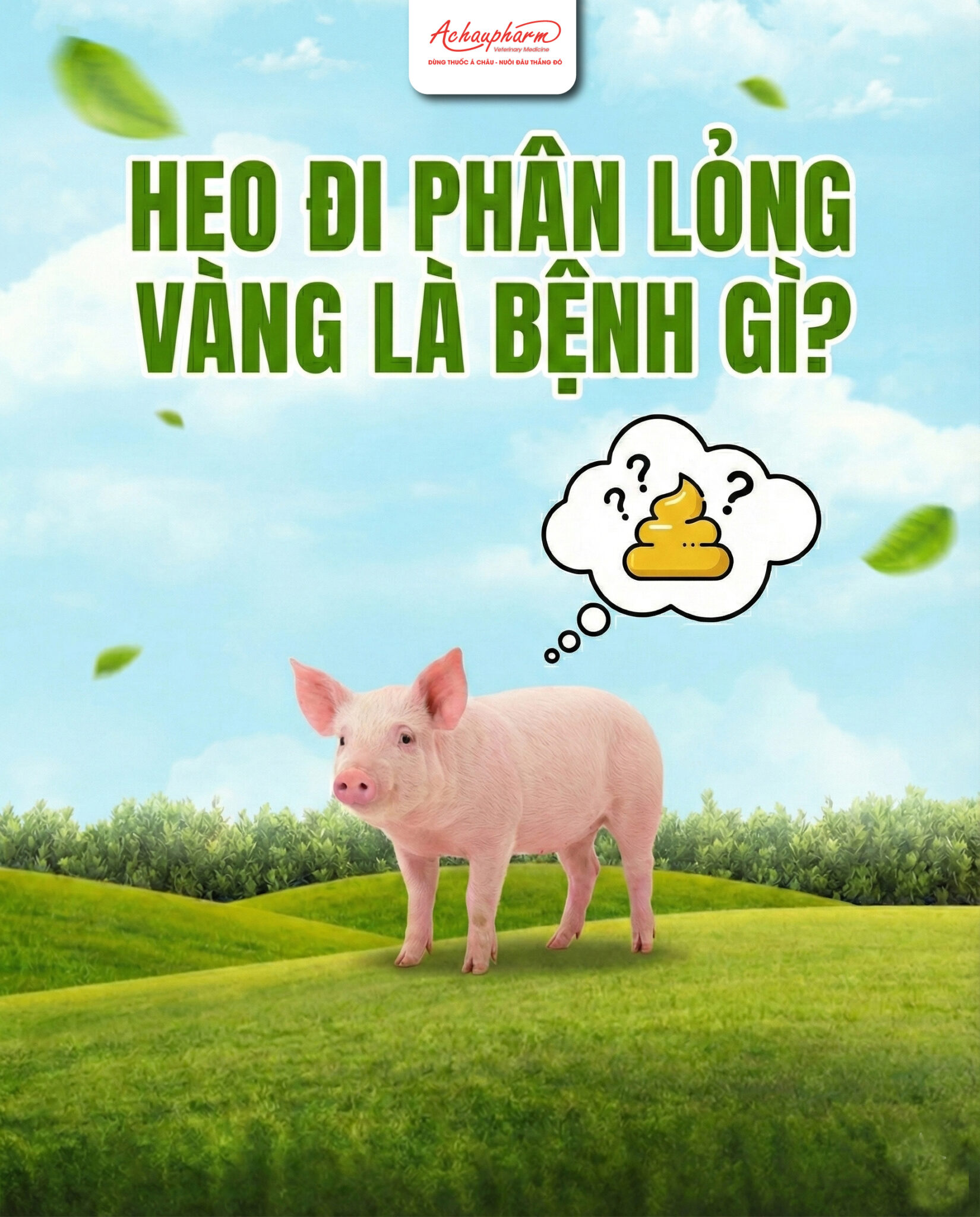 Heo Đi Phân Lỏng Vàng Là Bệnh Gì?